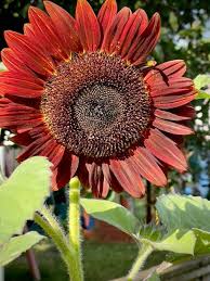 Everything you need to know about sunflowers