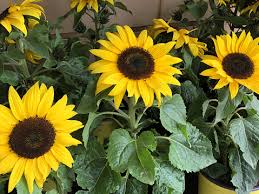 Everything you need to know about sunflowers
